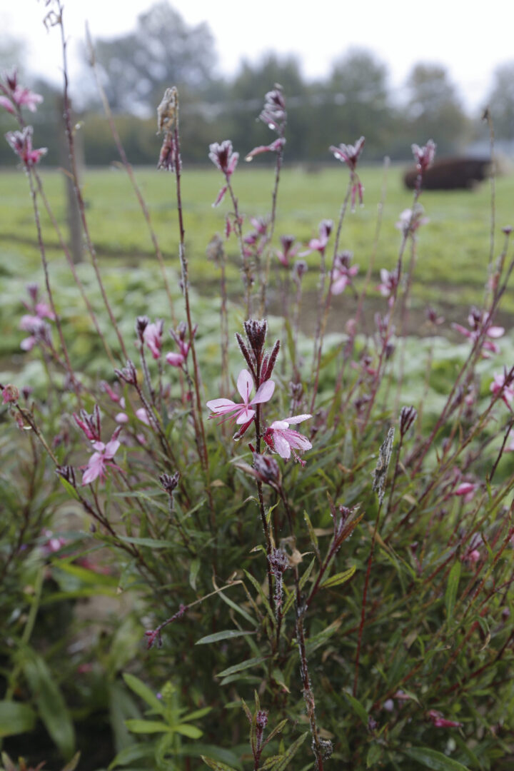 Plantenaanbod - Biologische vaste planten en dagbesteding | Kwekerij ...