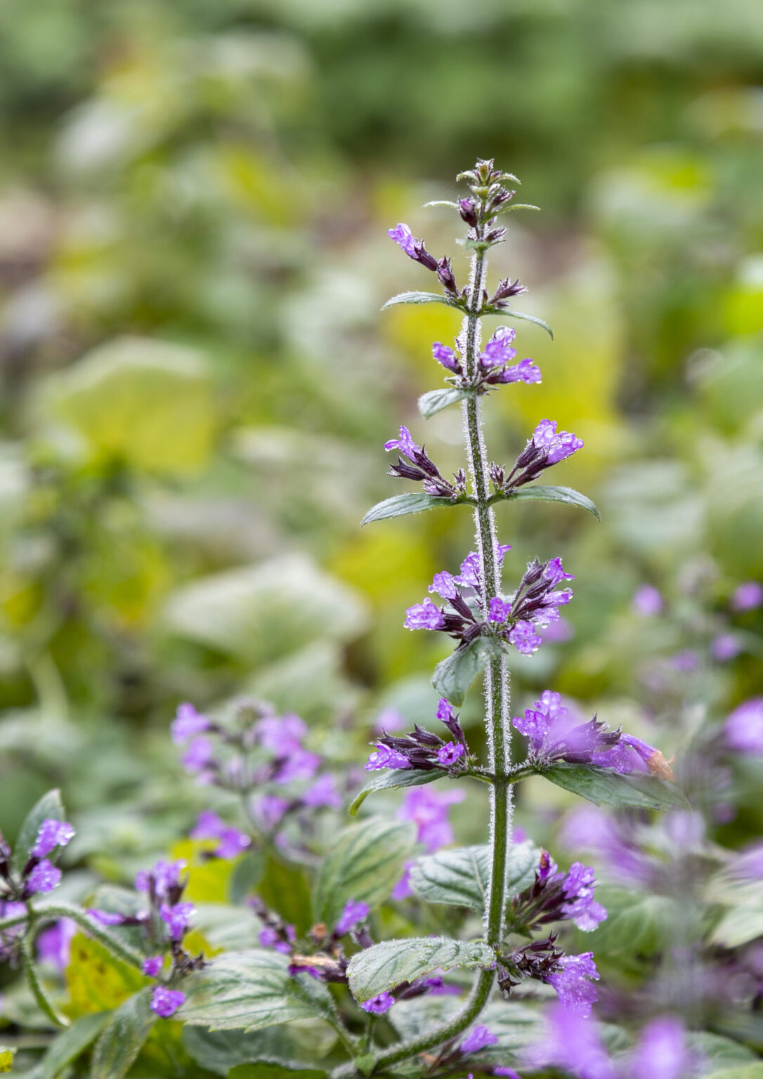 Plantenaanbod - Biologische vaste planten en dagbesteding | Kwekerij ...